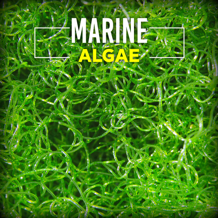 Marine Algae – Gulfstream Tropical Marine