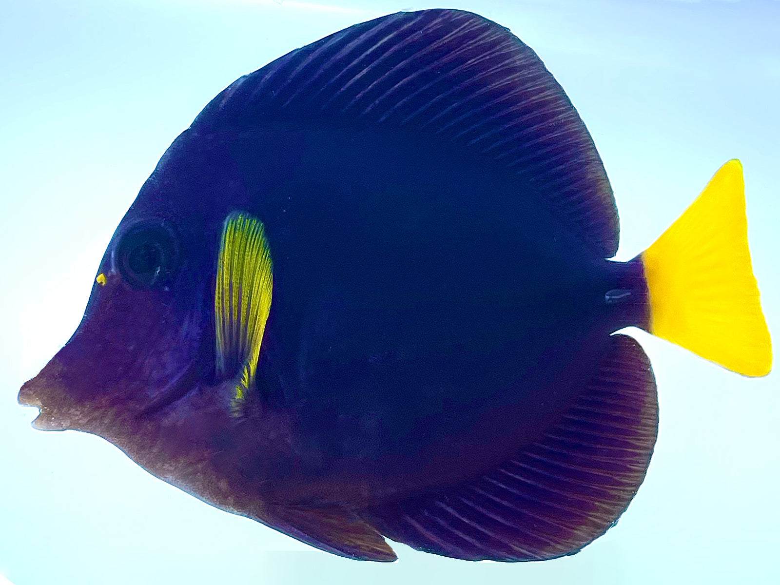 Purple Tang from Red Sea (Scientific Name: Zebrasoma Xanthurum ...
