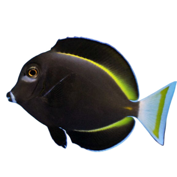 Gold Rim Tang from Indonesia (Scientific Name: Acanthurus Glaucopareius ...