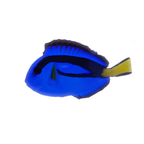 Blue (Hippo) Tang from Indonesia (Scientific Name: Paracanthurus ...
