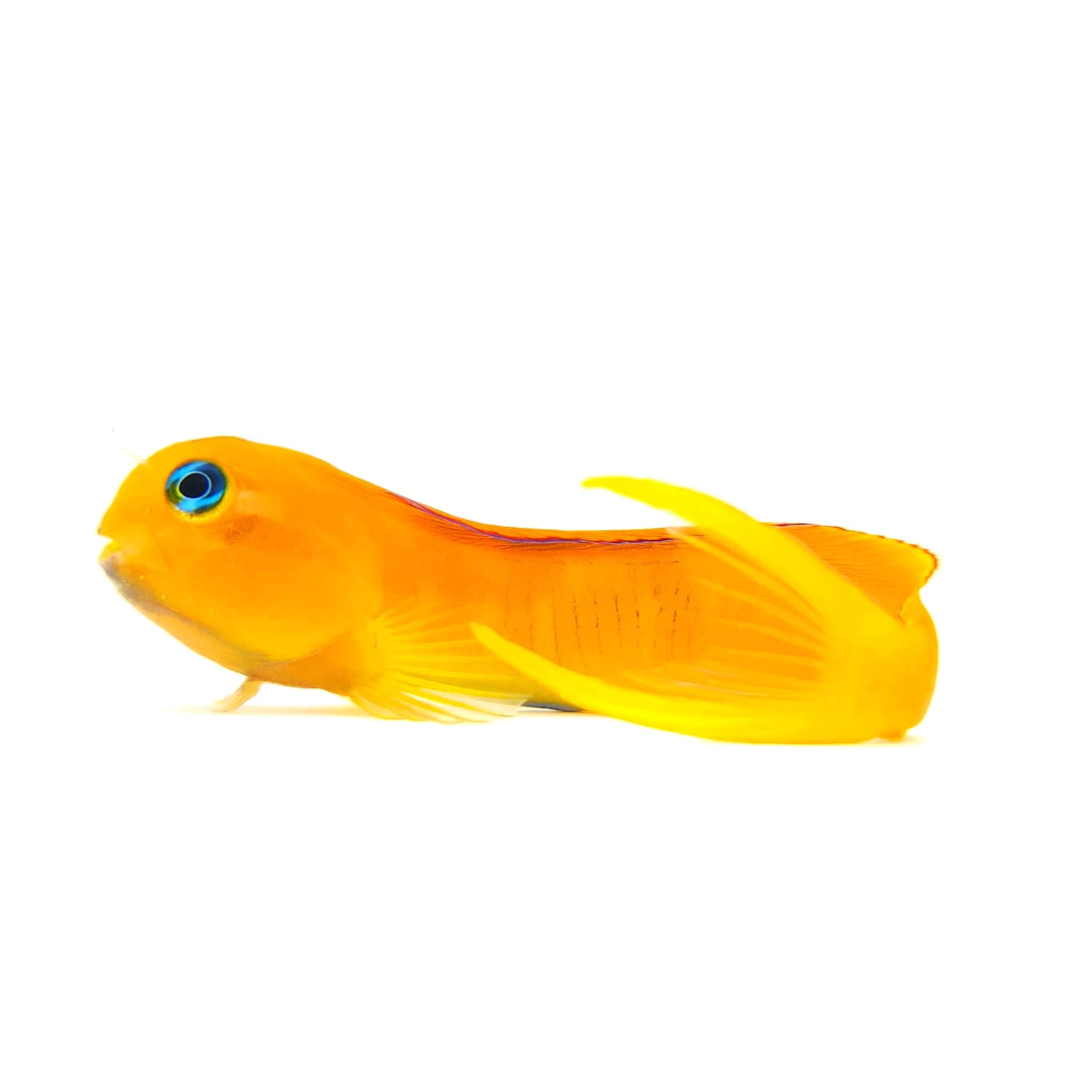 Midas Blenny from Africa (Scientific Name: Ecsenius Midas) – Gulfstream ...