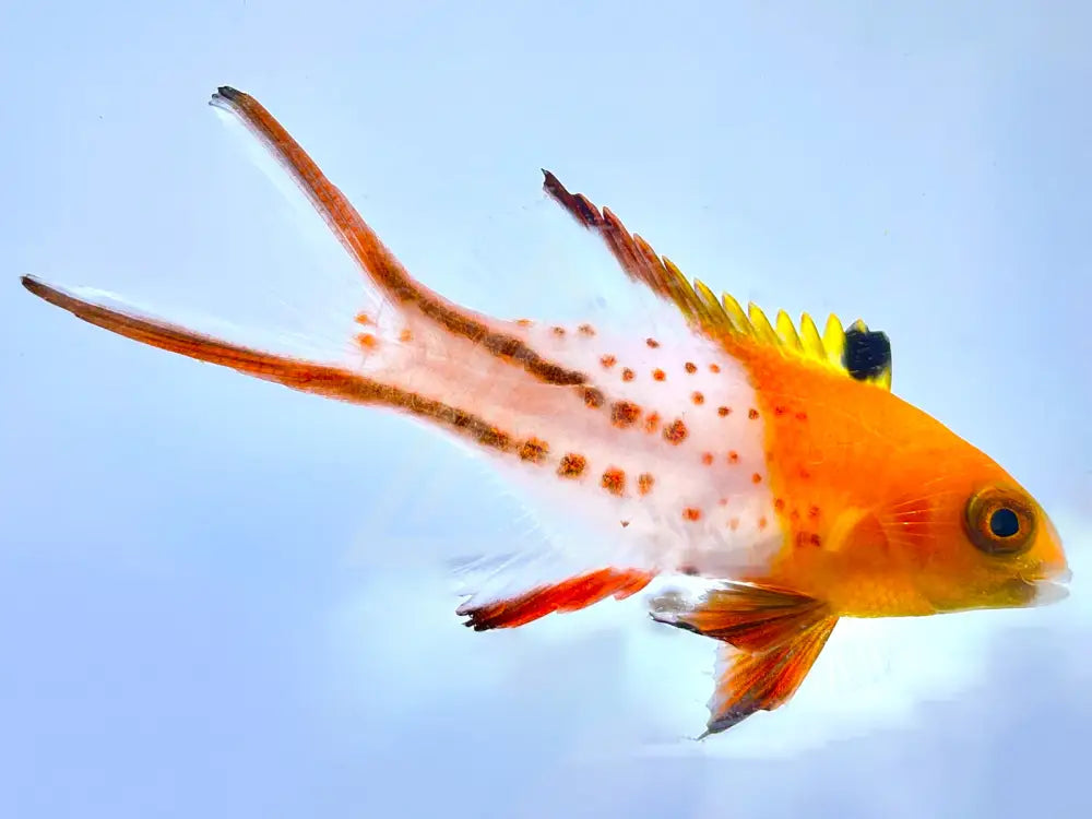 Lyretail Hogfish – Gulfstream Tropical Marine