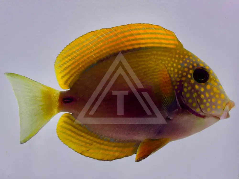 Maculiceps Tang – Gulfstream Tropical Marine