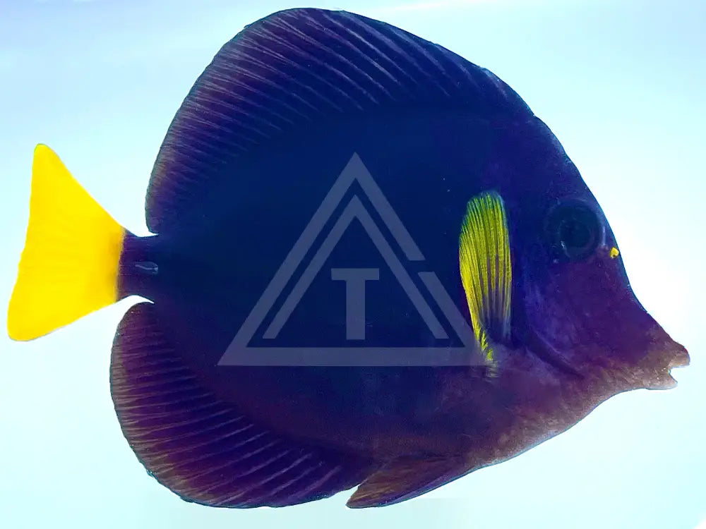 Purple Tang – Gulfstream Tropical Marine